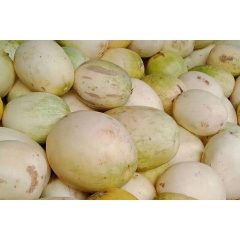 Jual 10 Benih Timun Suri Putih | Shopee Indonesia