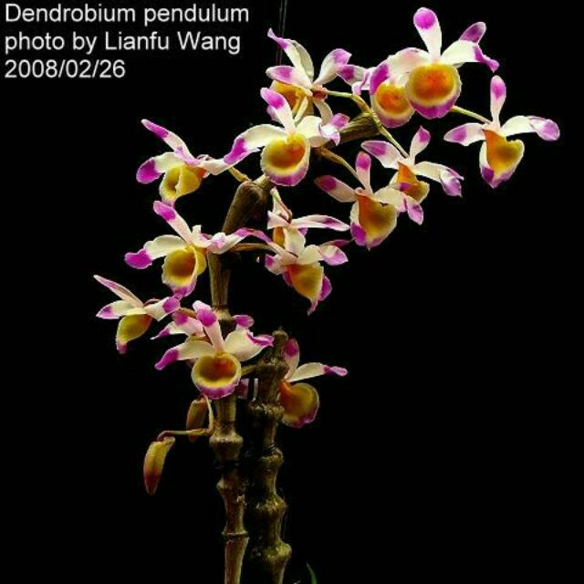 Jual Anggrek Dendrobium Pendulum | Shopee Indonesia