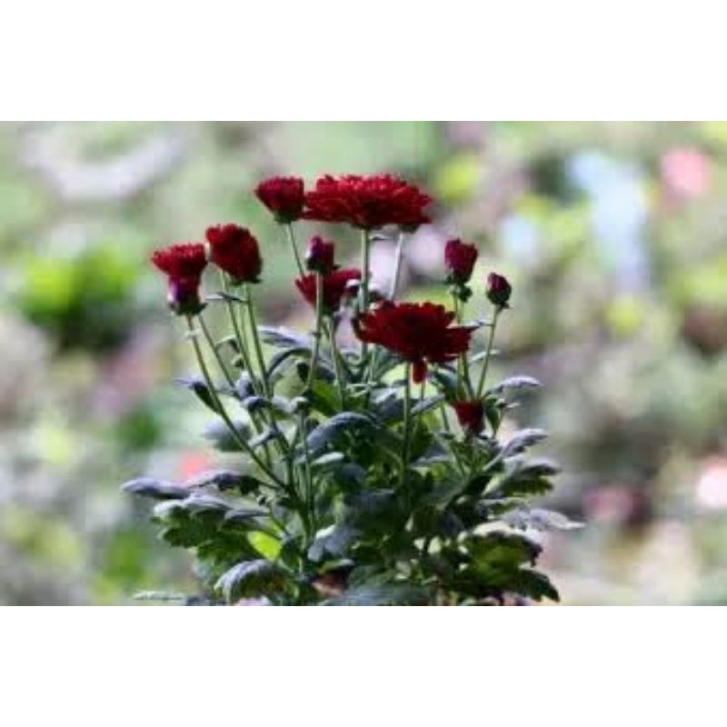 Jual seruni krisan aster paket 6 warna 2 batang murah | Shopee Indonesia