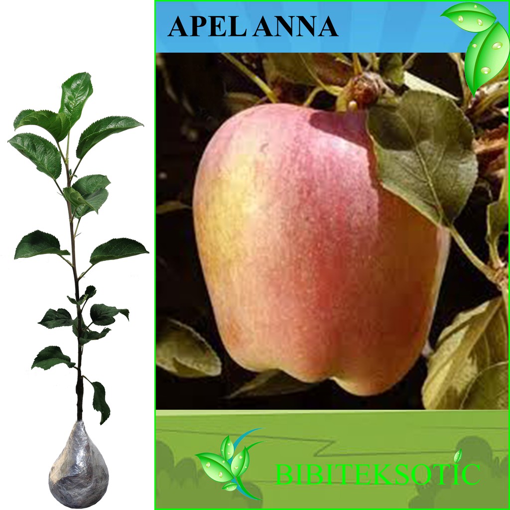 Jual Tanaman Apel Anna (Tinggi 40-60 cm) | Shopee Indonesia