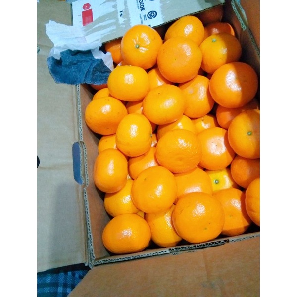 Jual JERUK IMPOR WOKAM 1KG | Shopee Indonesia