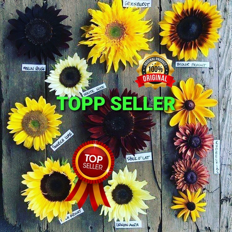 Jual BENIH/BIJI/BIBIT BUNGA MATAHARI BERBAGAI JENIS DAN WARNA (MIX) 150 ...
