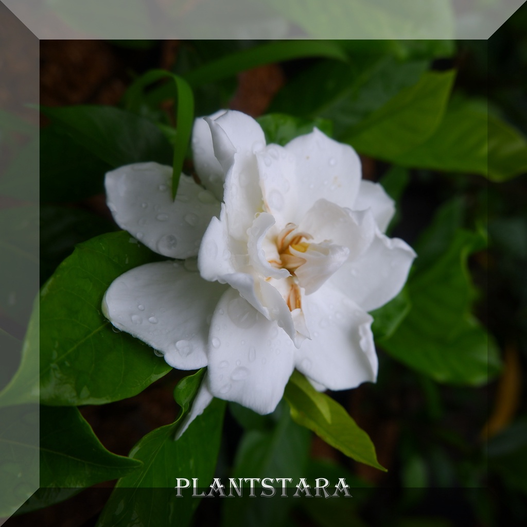 Jual Pohon Tanaman Hias Bunga Kacapiring (Gardenia jasminoides ...
