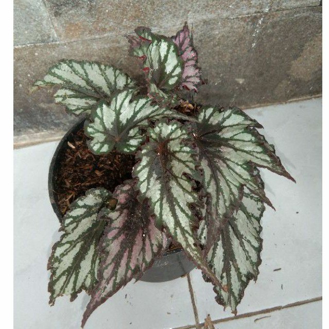 Jual Tanaman Hias Begonia Rex Hybrid Black | Shopee Indonesia