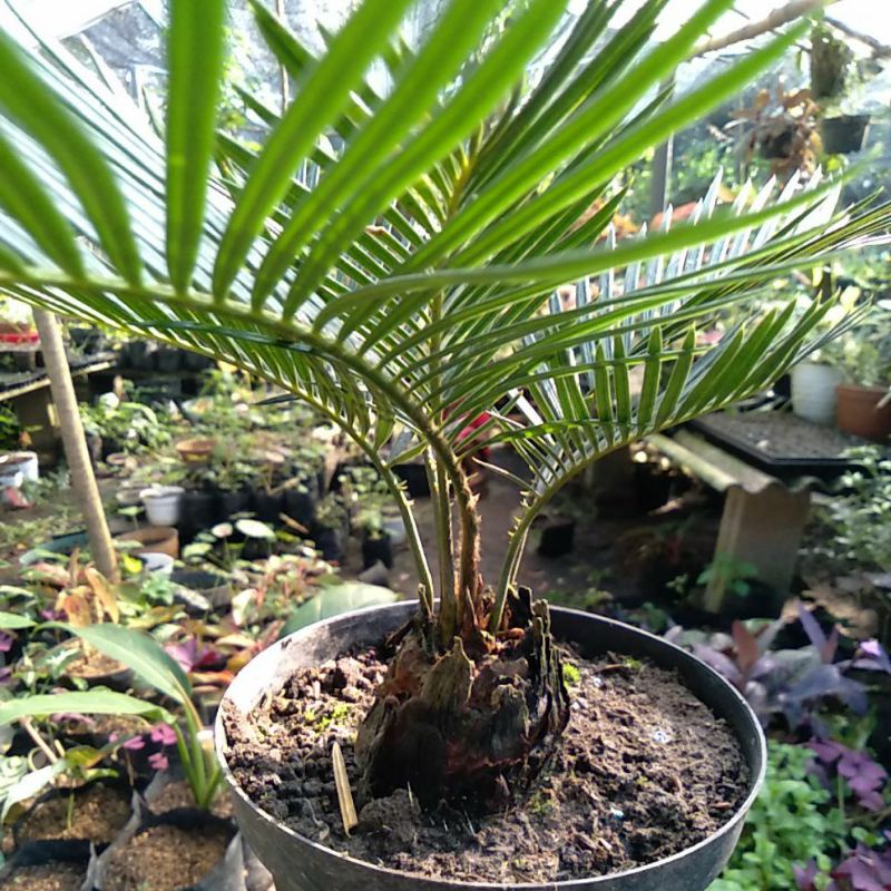 Jual Tanaman Hias Mawar Jambe / Palem Sikas / Bunga Outdor untuk ...