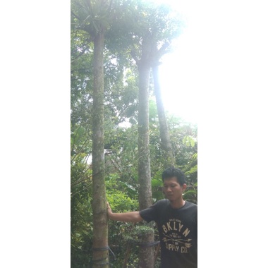 Jual jual pohon ketapang kencana/Ketapang mini besar | Shopee Indonesia