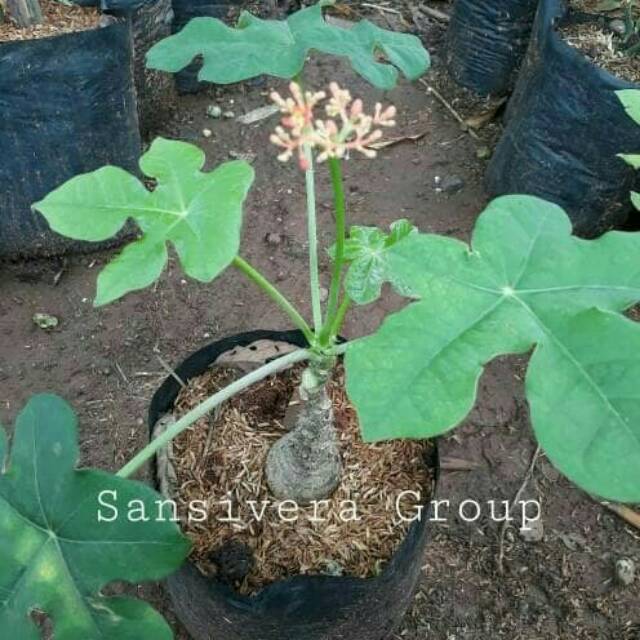 Jual Tanaman Jarak Bali / Jarak Botol / Buddha Belly | Shopee Indonesia