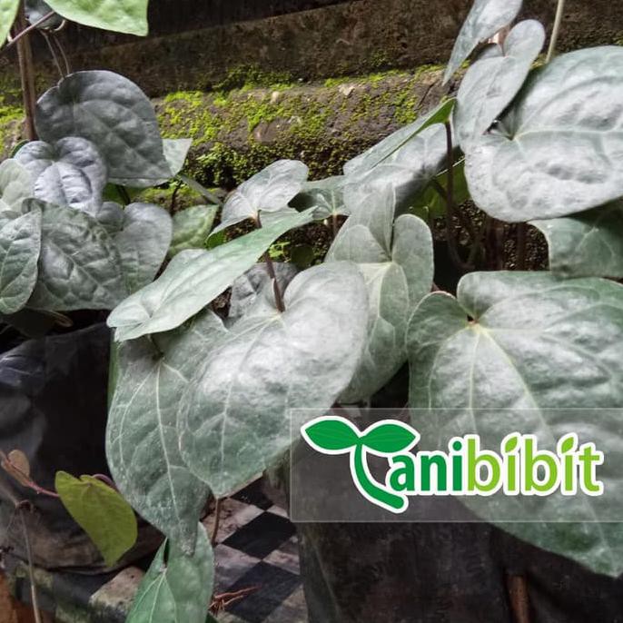 Jual BIBIT SIRIH HITAM - DAUN SIRIH HITAM - TANAMAN HERBAL OBAT HERBAL ...