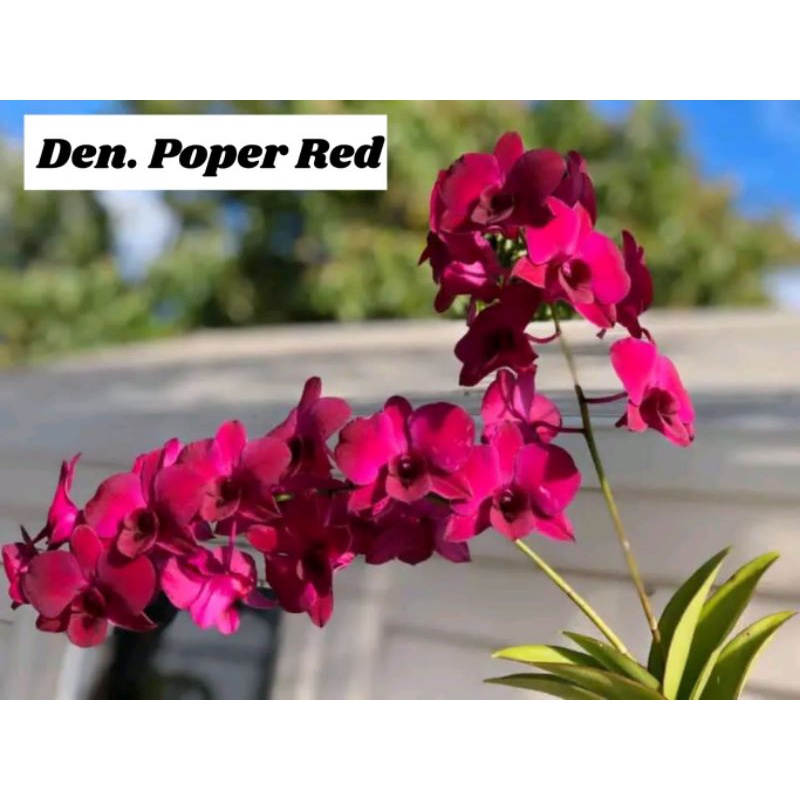 Jual dendrobium bulat super premium | Shopee Indonesia
