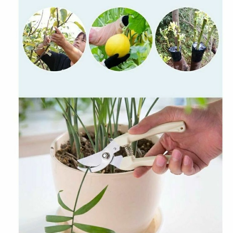 Jual Jc Acc Gunting Tanaman Dahan Ranting Gunting Kebun Bunga ...