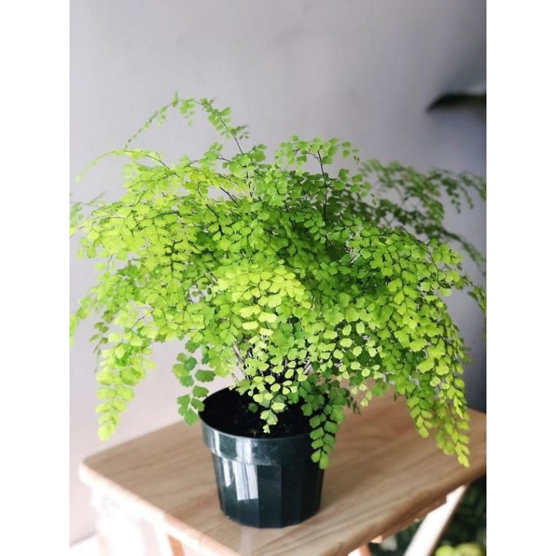 Jual Tanaman hias bunga suplir daun kecil maidenhair fern | Shopee ...