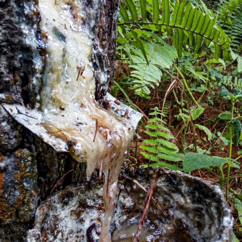 Jual resin getah pinus pakan klanceng | Shopee Indonesia