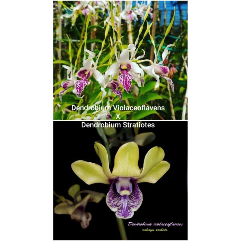 Jual Anggrek Dendrobium Violaceoflavens x Stratiotes | Shopee Indonesia