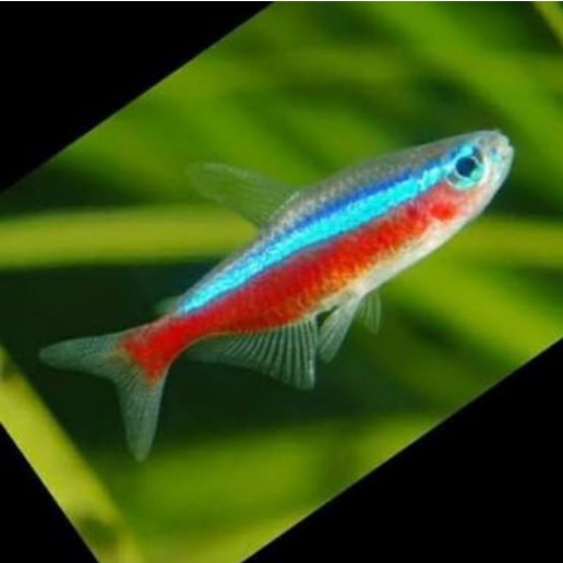 Jual IKAN HIAS CARDINAL TETRA AQUASCAPE AQUARIUM | Shopee Indonesia