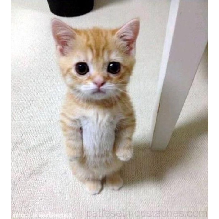 Jual Paper kitty dudul viral tiktok (resmi) | Shopee Indonesia