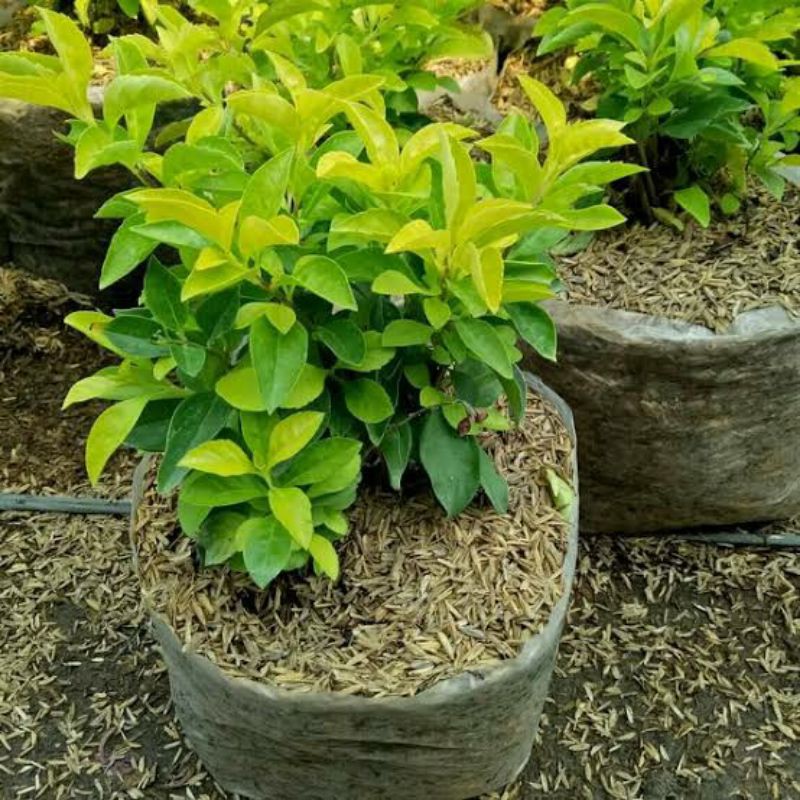 Jual Tanaman hias teh-tehan kuning / bibit bunga teh-tehan kuning ...