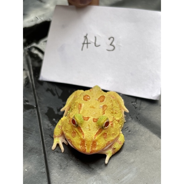Jual Kodok Pacman Albino Frog AL3 | Shopee Indonesia