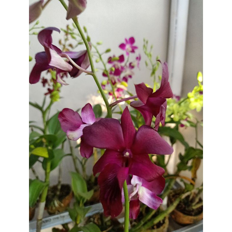 Jual anggrek dendrobium red dragon | Shopee Indonesia