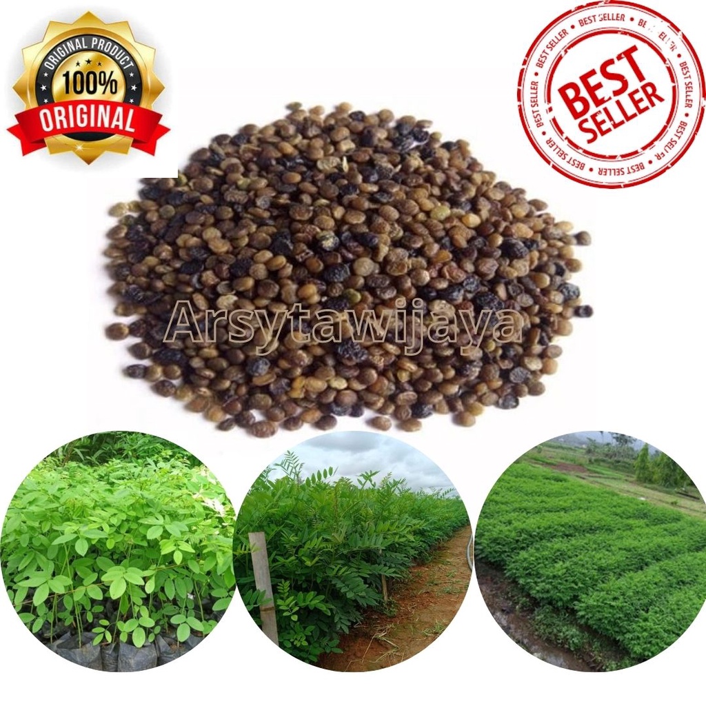 Jual BENIH INDIGOFERA KUALITAS SUPER, BENIH INDIGOFERA UNTUK PAKAN ...