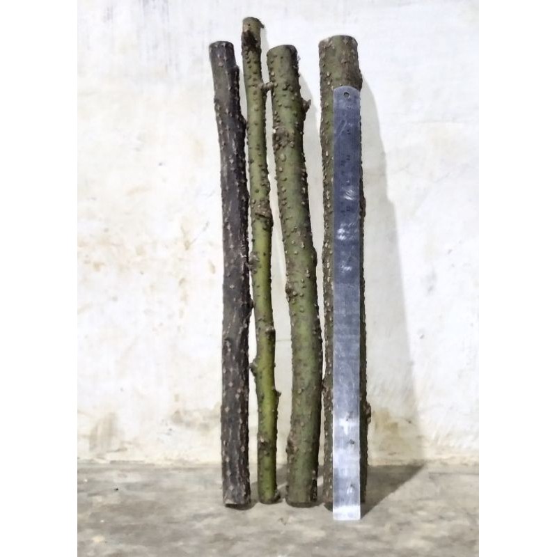 Jual 30 cm Kayu lemo kayu krangen penakluk ular asli gunung salak bogor ...