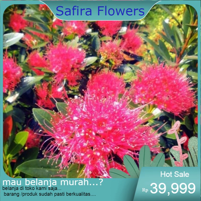 Jual pohon bunga semon bunga merah | Shopee Indonesia