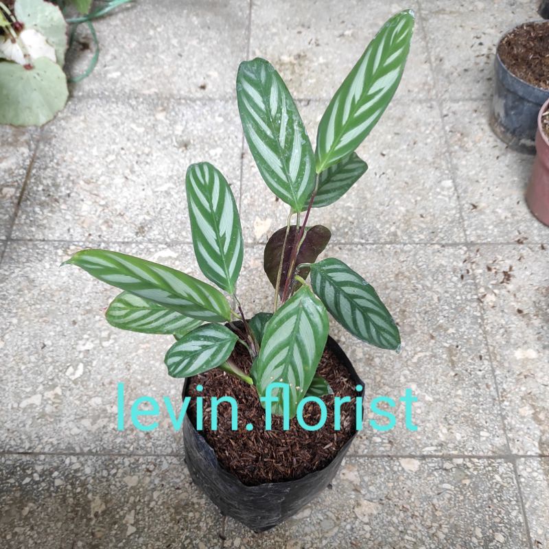Jual Calathea setosa / sentosa / bibit tanaman hias bunga | Shopee ...