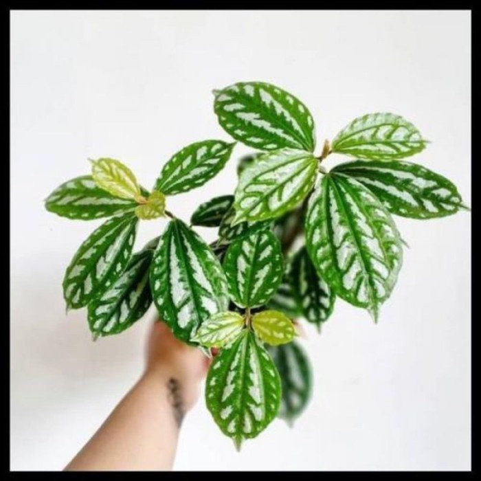 Jual Tanaman hias daun bunga mutiara(PILEA CARDIEREI) | Shopee Indonesia
