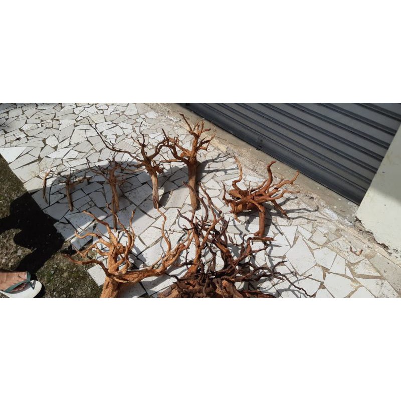 Jual Akar Rasamala SS | Shopee Indonesia