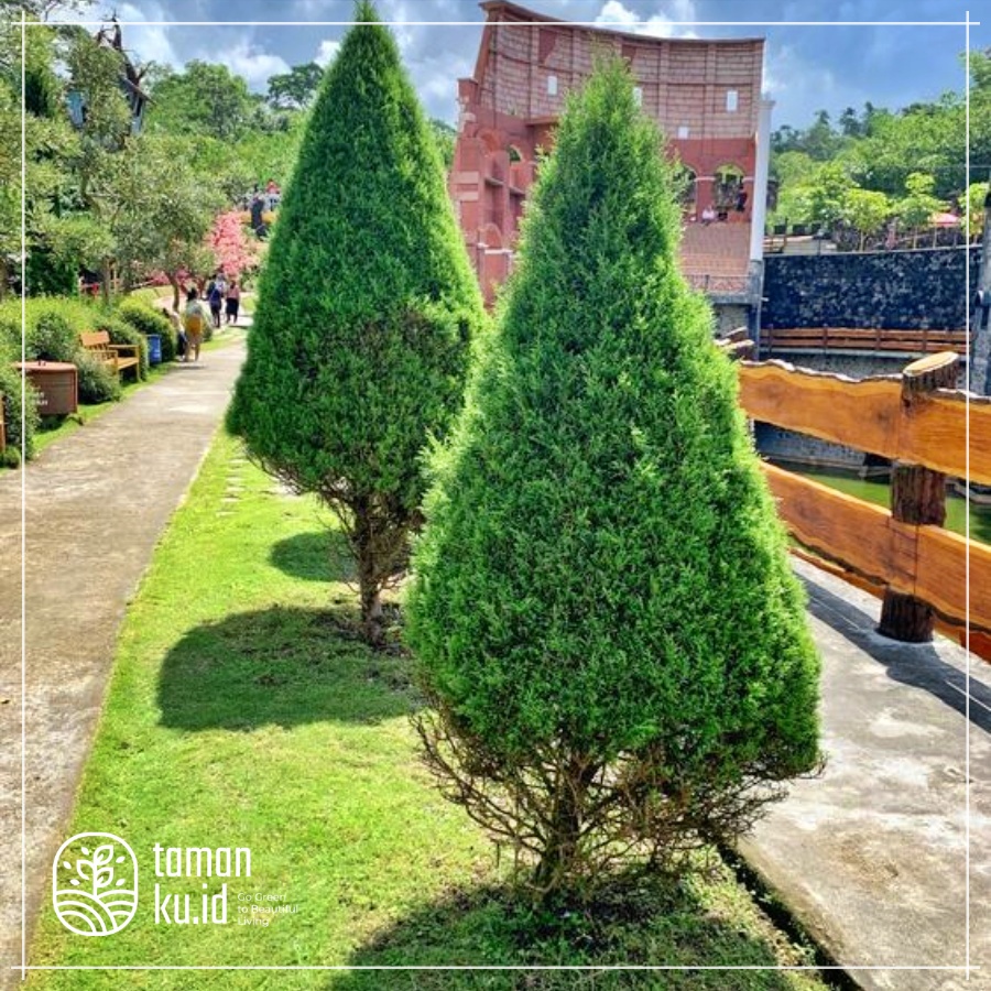 Jual Cemara Wangi Atau Cemara Rentes Tanaman Cemara Pohon Cemara Wangi ...