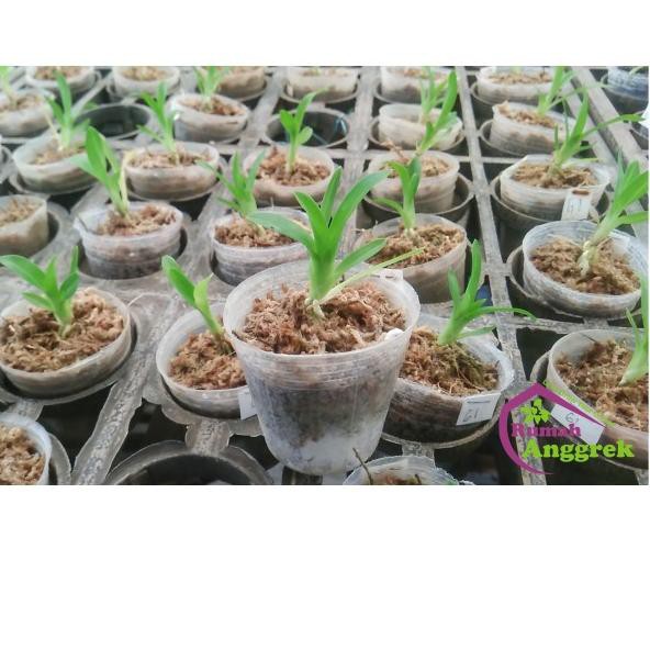 Jual Produk Terbaru Seedling Grammatophyllum Scriptum spesies anggrek ...