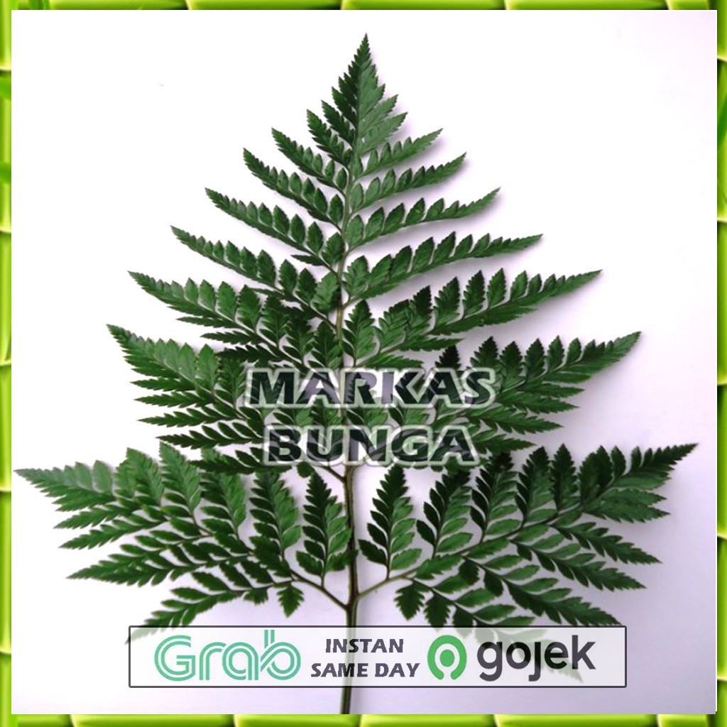 Jual Daun pakis segar per 10 tangkai | Shopee Indonesia