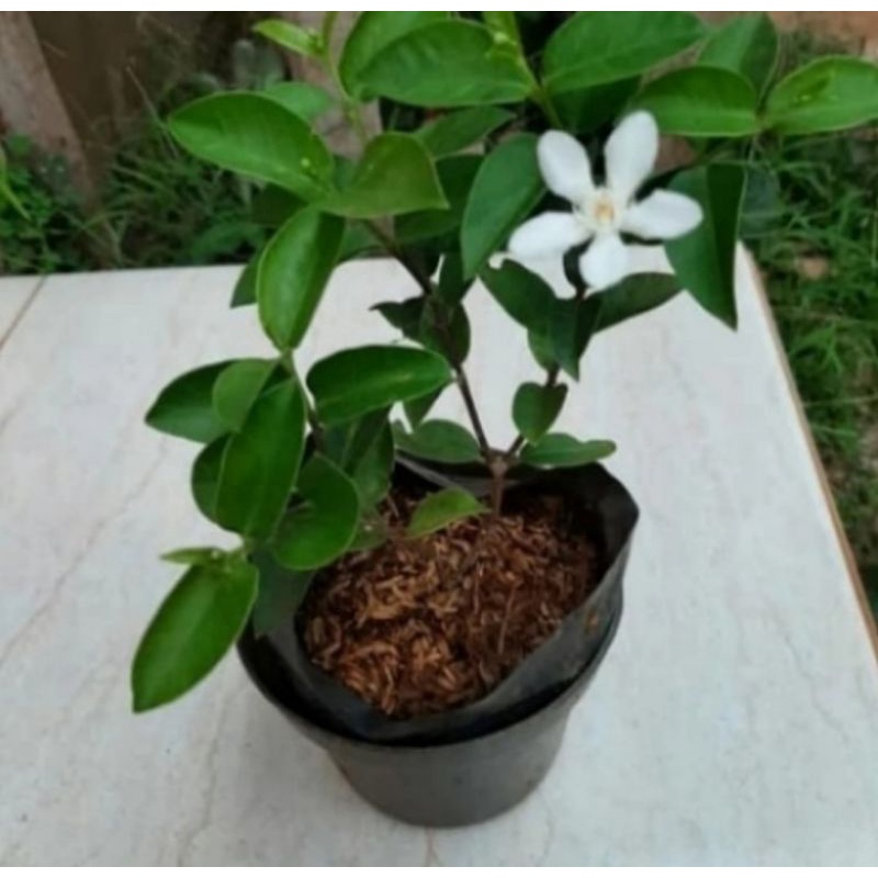 Jual Pohon Bunga Melati Jasmin / Melati Yasmin Tanaman Hias Pohon ...