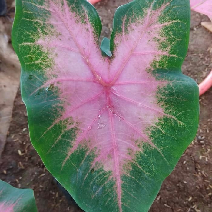 Jual New Cod Ready tanaman keladi merah kaladium | Shopee Indonesia