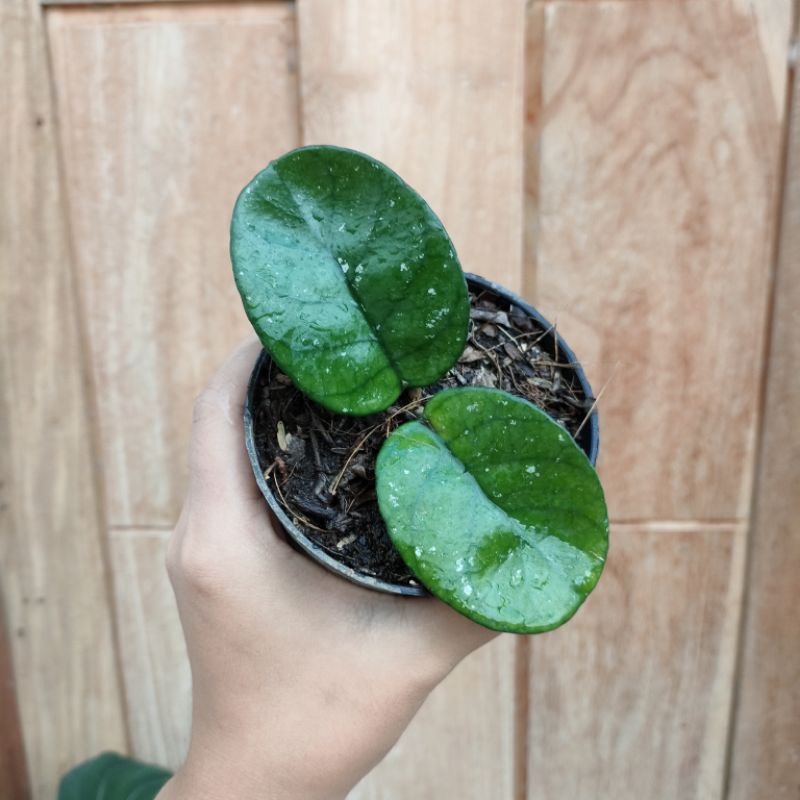 Jual Tanaman Hias Hoya Bonii Round Leaf (2 DAUN) | Shopee Indonesia