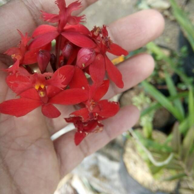 Jual Tanaman hias anggrek epidendrum atau anggrek merpati merah ...