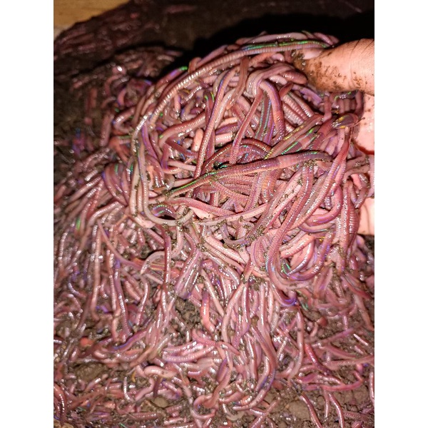 Jual Cacing Tanah ANC Hidup 1000 Gram / pakan burung murai &mancing ...