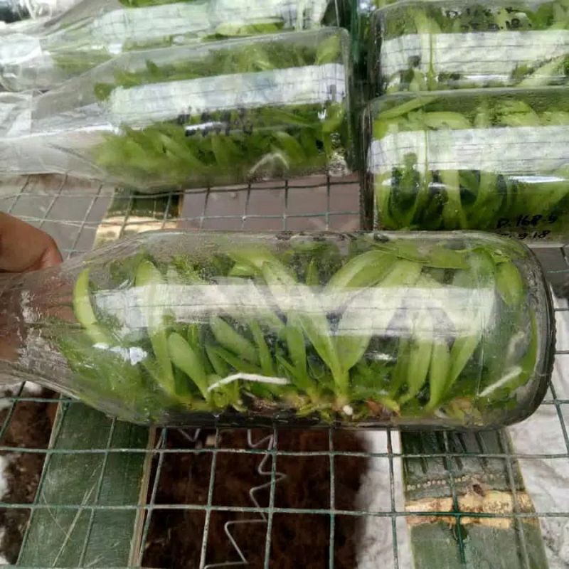 Jual Anggrek botol siap Aklim | Shopee Indonesia