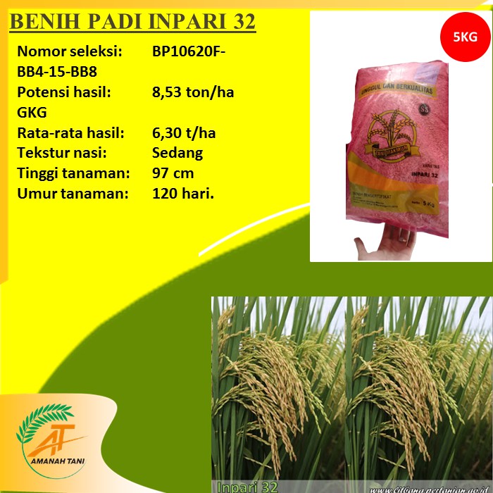 Jual BENIH PADI INPARI 32 BERLABEL BERSERTIFIKAT 5KG | Shopee Indonesia