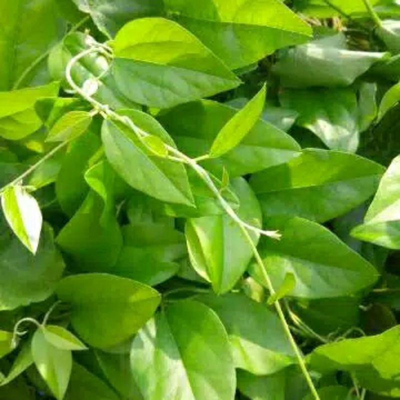 Jual Daun Cincau Hijau Rambat Segar Non Bulu (100 gram) | Shopee Indonesia