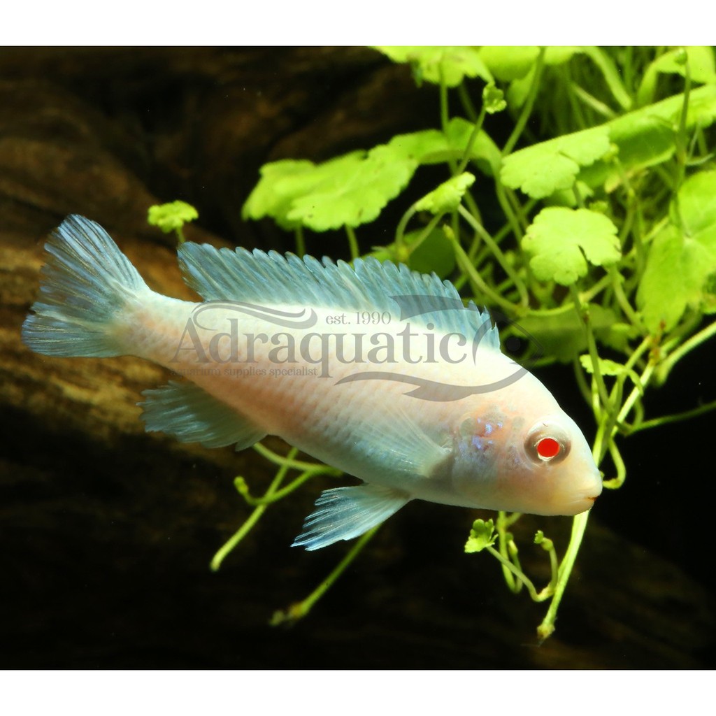 Jual (INSTANT BANDUNG) IKAN HIAS SNOW WHITE CICHLID PINDANI ...