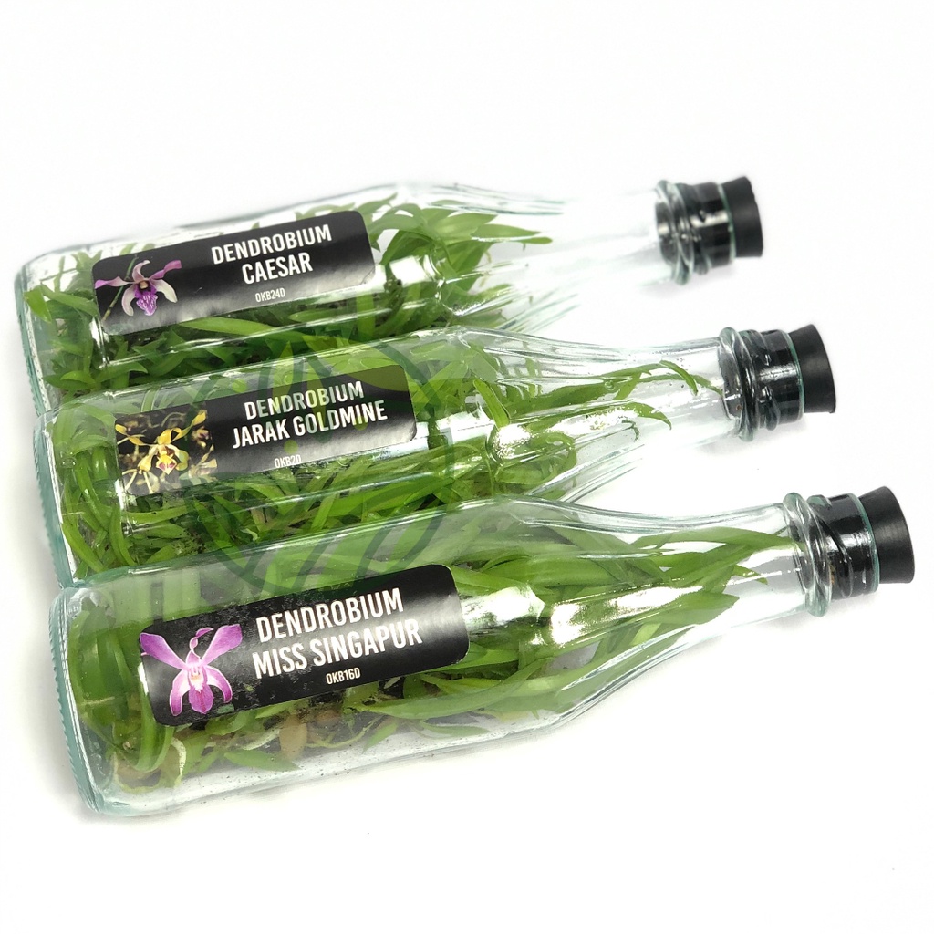 Jual Anggrek Dendro Botolan Bibit Dendro Botol Anggrek Dendrobium ...