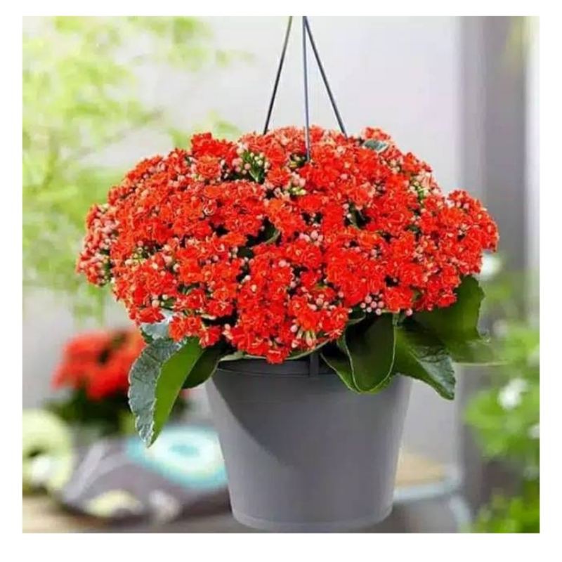 Jual Tanaman Hias Cocor Bebek Bunga Merah - Bunga Sosor Bebek - tanaman ...