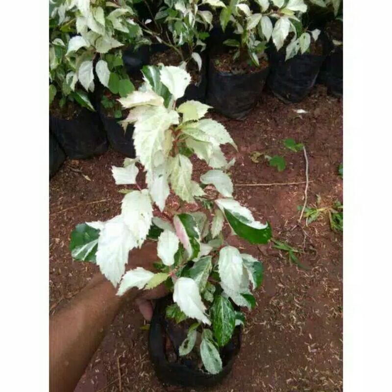 Jual tanaman hias bunga kembang sepatu varigata-tanaman hias bunga ...