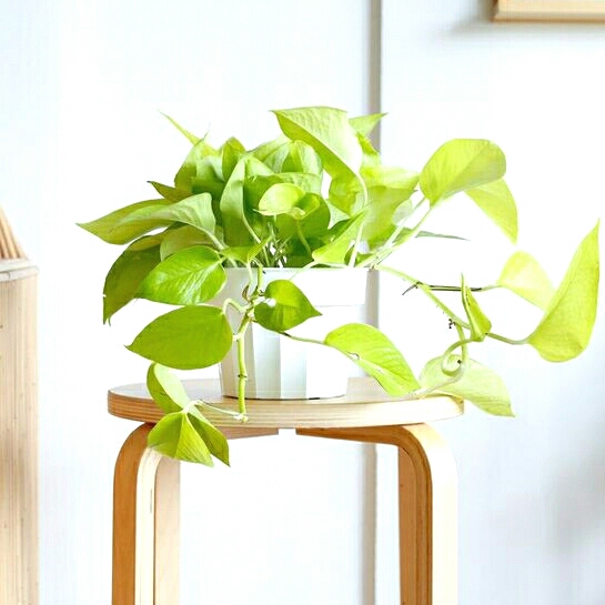 Jual Bibit Tanaman Hias Sirigading lemon Mini Epipremnum Aureum Neon ...