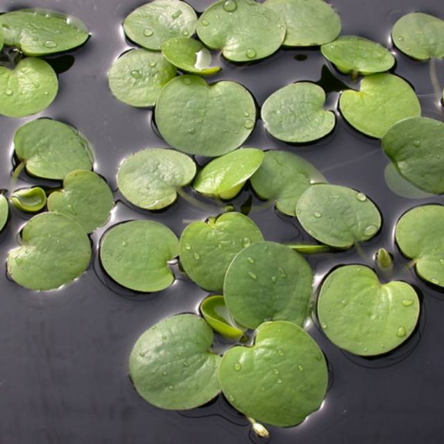 Jual Amazon frogbit 10 rumpun tanaman aquascape apu-apu kapu-kapu apung ...