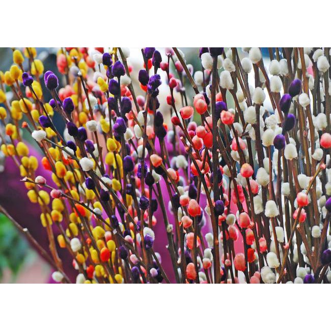 Jual Dried Flower Pussy Willow 1 ikat 5 / 10 batang | Pussy Willow ...