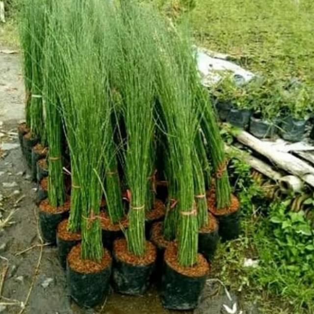 Jual Tanaman hias jenis bambu air | Shopee Indonesia
