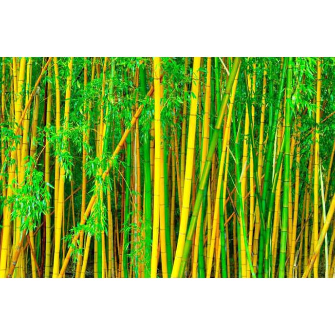 Jual Super Bibit Pohon Bambu Kuning - Bambu Kuning Hias - Tanaman Bambu ...