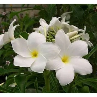 Jual Bunga Pagoda Terlengkap & Harga Terbaru Juli 2024 | Shopee Indonesia