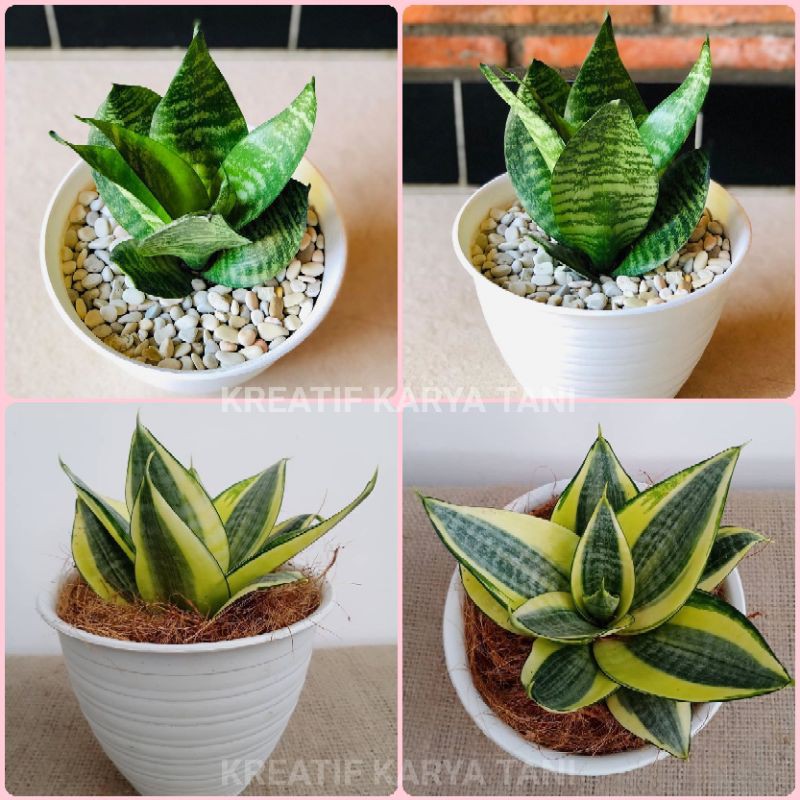 Jual Paket 2 sansivera mini golden - Sansivera mini hijau | Shopee ...